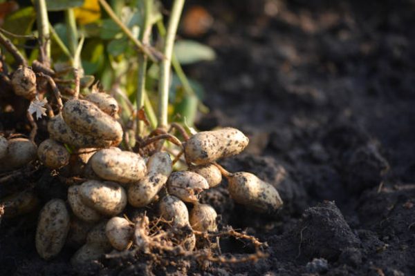 Groundnut farming in Nigeria: Beginner's Guide
