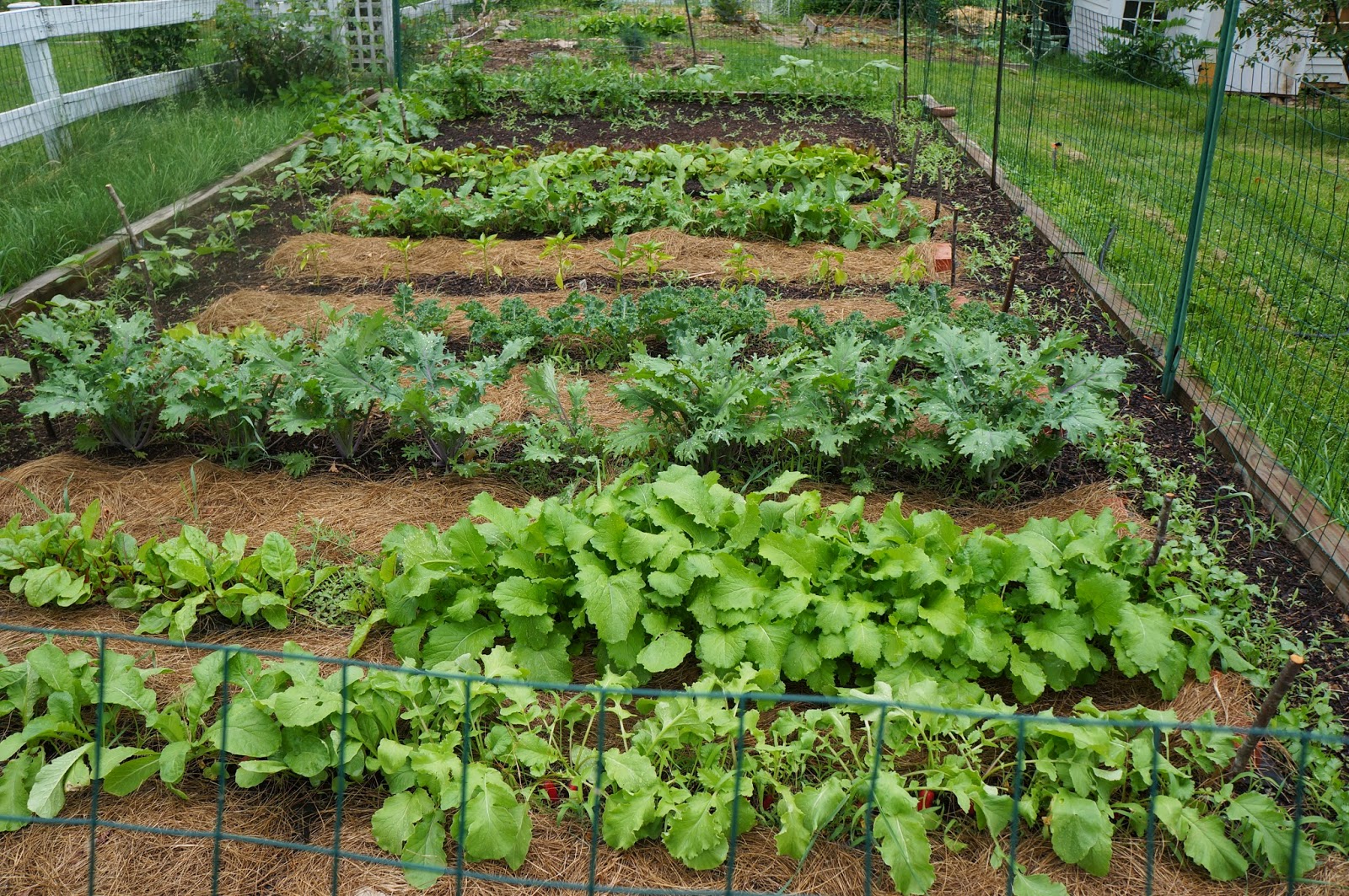 Backyard Farming in Nigeria: Grow Your Own Food - Agricincome Hub