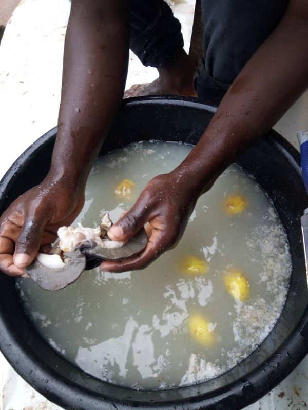 Boost Profits with Snail Processing and Packaging - Agricincome Hub