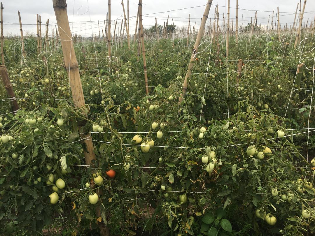 Profitable Tomato Farming in Nigeria: How-To Guide - Agricincome Hub