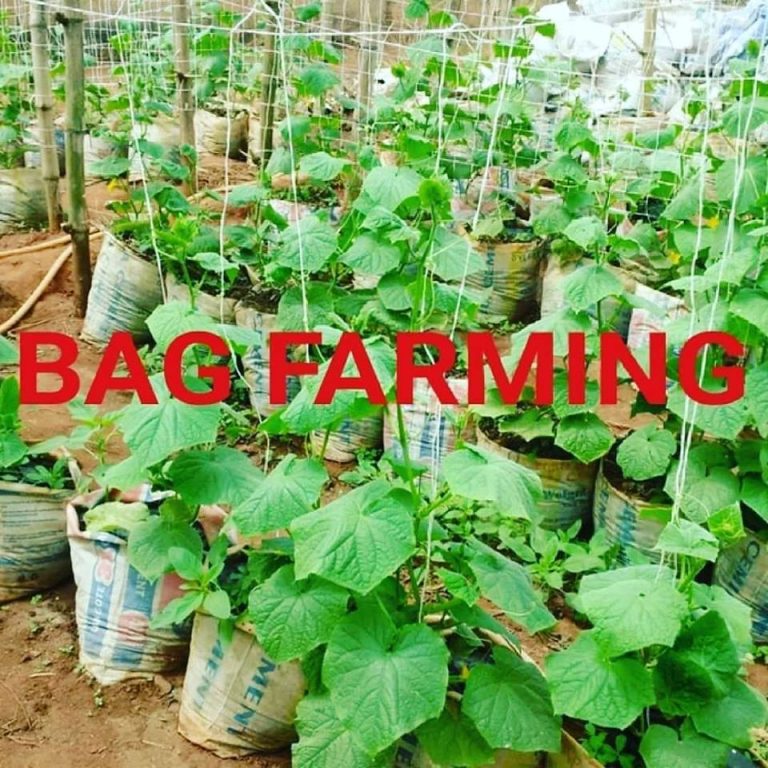 Sack Farming in Nigeria: A Guide for Beginners - Agricincome Hub