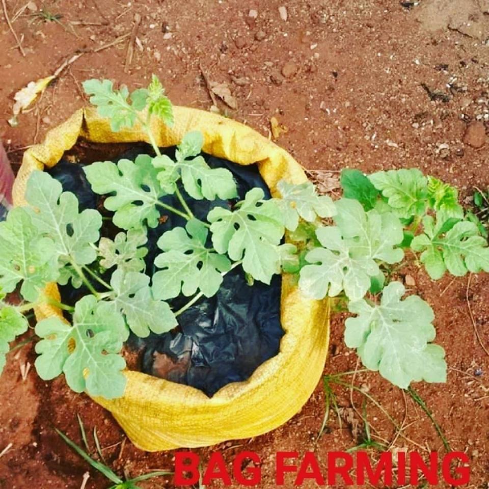 Sack Farming in Nigeria: A Guide for Beginners - Agricincome Hub