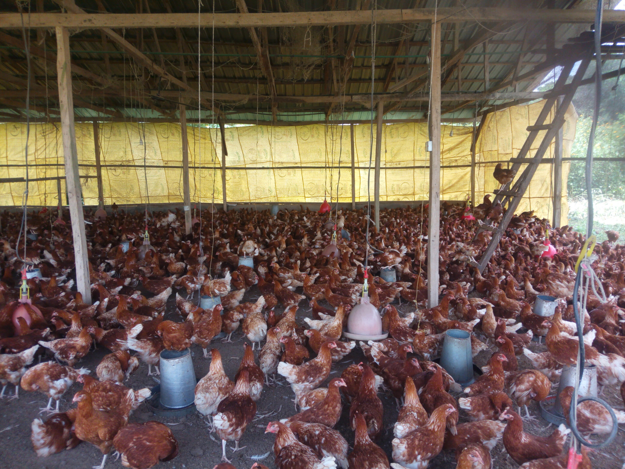 Poultry Farming in Nigeria: Getting Started - Agricincome Hub