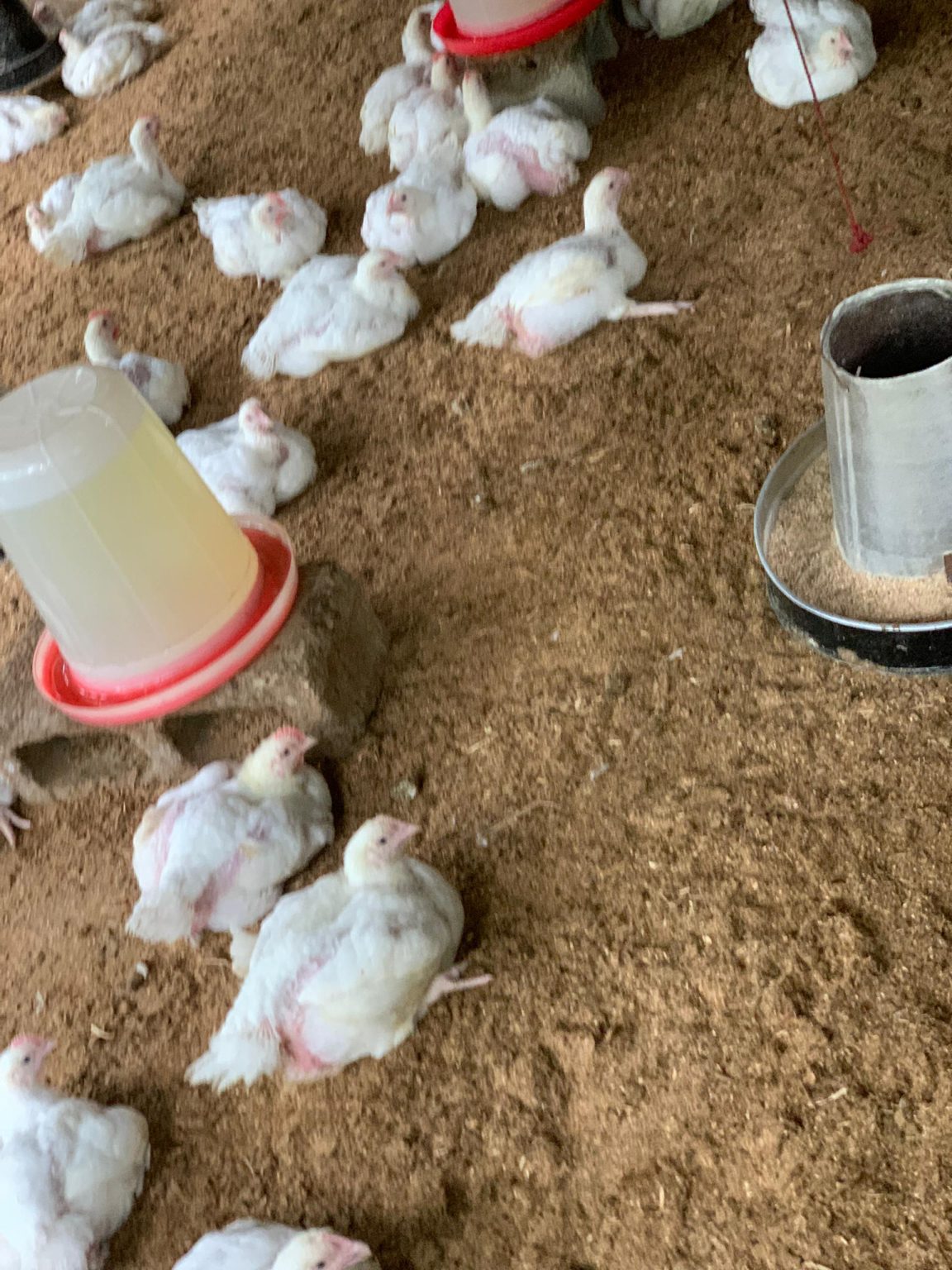 Boosting broiler production in Nigeria: Top strategies. - Agricincome Hub